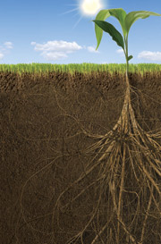 Going Green? Plant Deep Roots | Ad Age