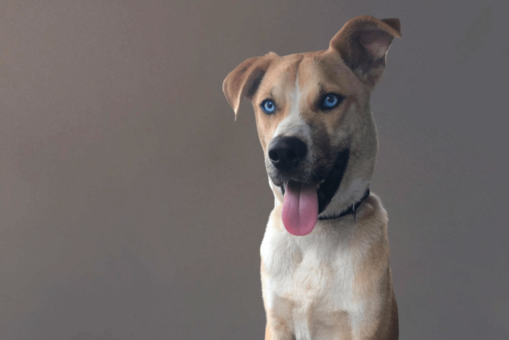 Viral pet adoption site shares marketing strategy | Ad Age