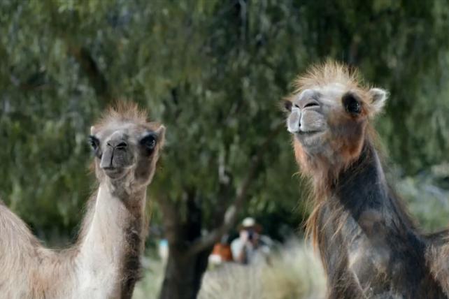 Geico Makes First Programmatic Spot Radio Buy on Katz's Open Exchange ...