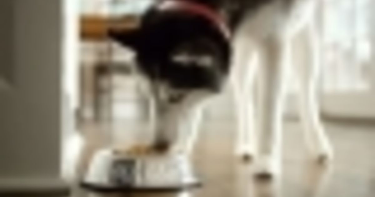 See the Spot: Nestle Purina's New Talking Dog Ad Is a Gas | Ad Age