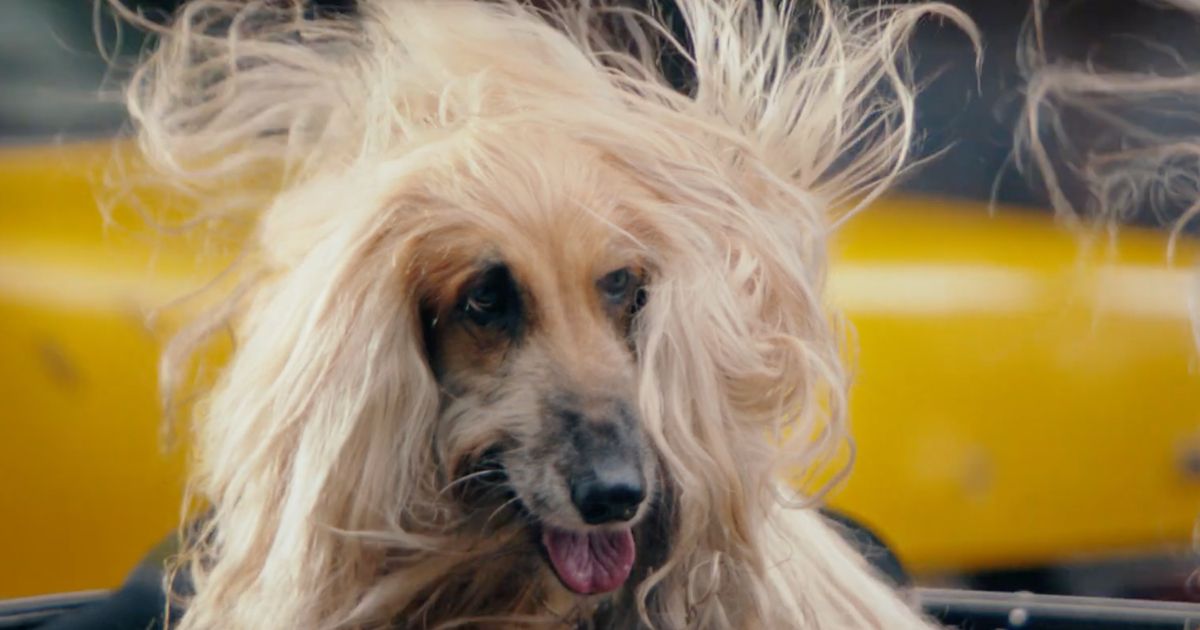 Watch the newest commercials on TV from Google, Bose, Wayfair and more ...