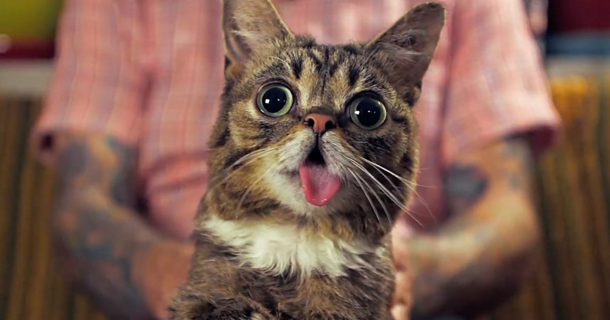 10 lasting paw prints influencer Lil Bub left behind | Ad Age