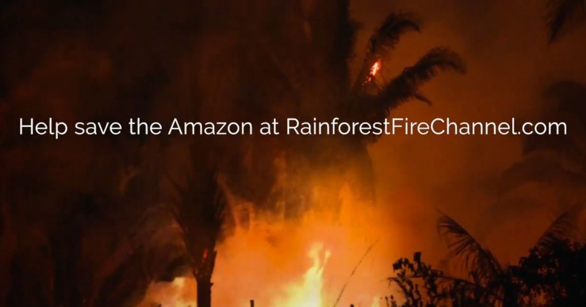 The classic burning yule log becomes a blazing rainforest in PSA on ...