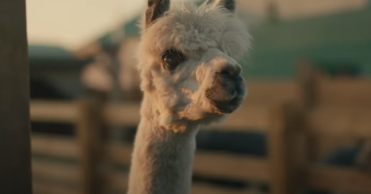 Watch new commercials from CarMax, TikTok, Petco | Ad Age Marketing News