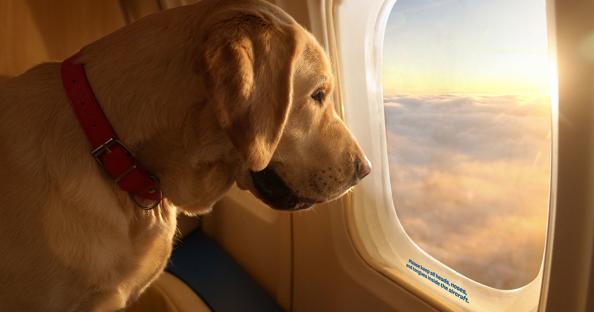 Bark launches an airline for dogs | Ad Age