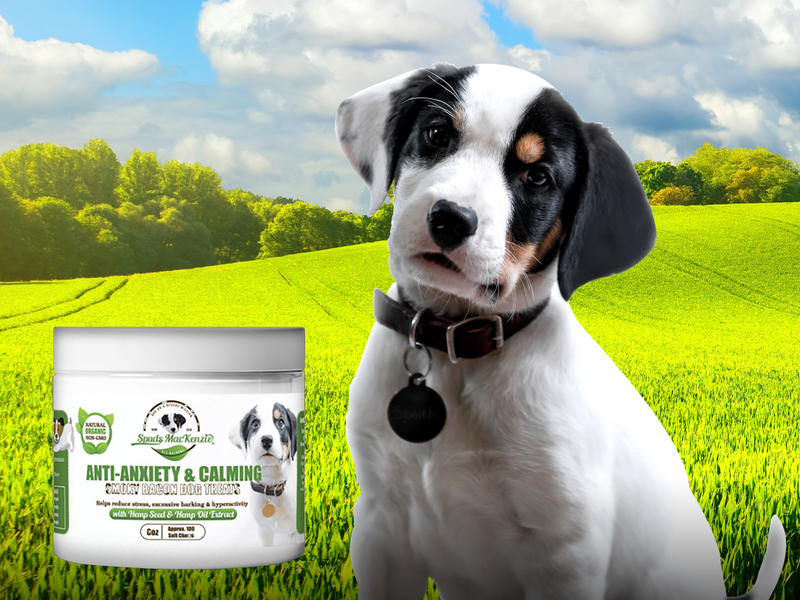 Spuds MacKenzie is back in marketing, this time selling hemp treats for ...