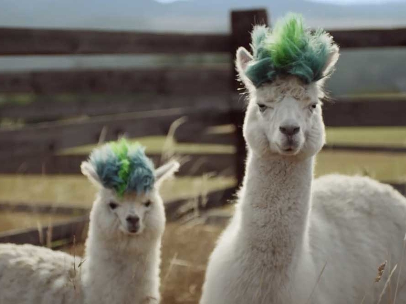 Rockstar alpacas become a global sensation thanks to a powerhouse phone ...