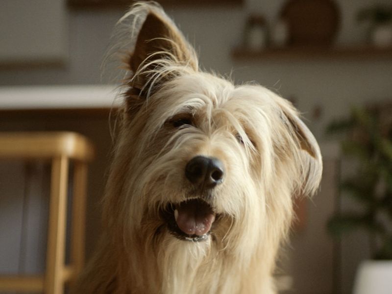 Farmer's Dog ad wishes people were as real as dogs | Ad Age