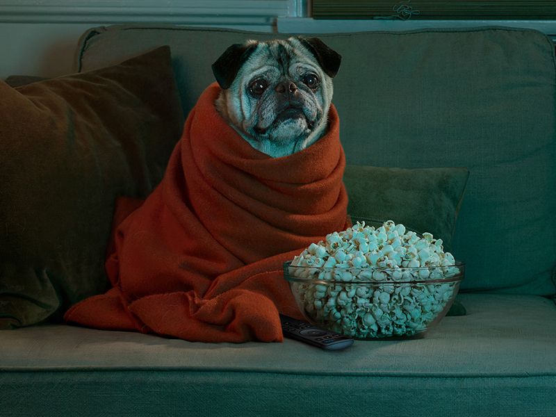 Vizio taps dogs to show off speaker sound | Ad Age