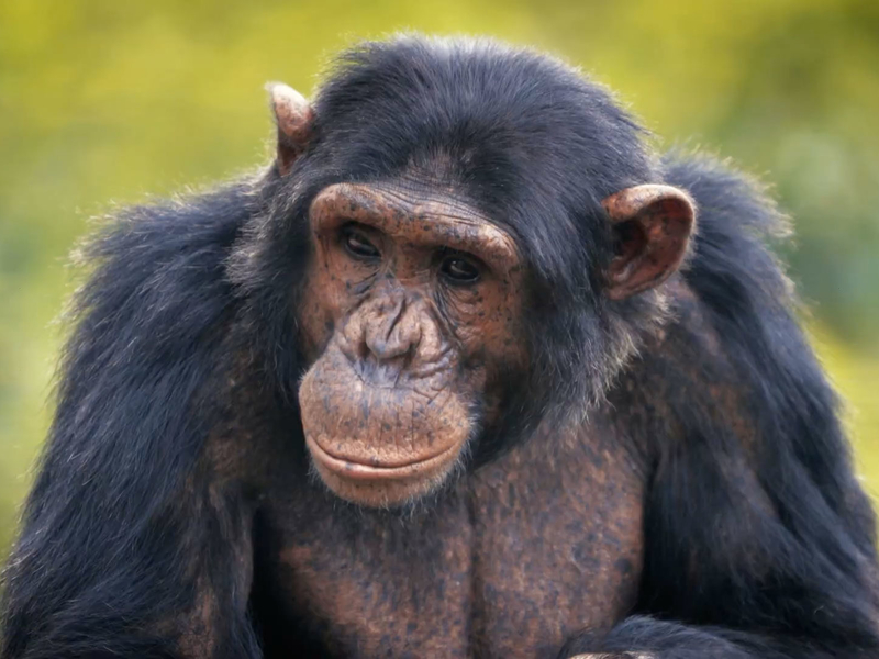 Paul McCartney lends ‘When I’m Sixty-Four’ to this Save the Chimps ad ...