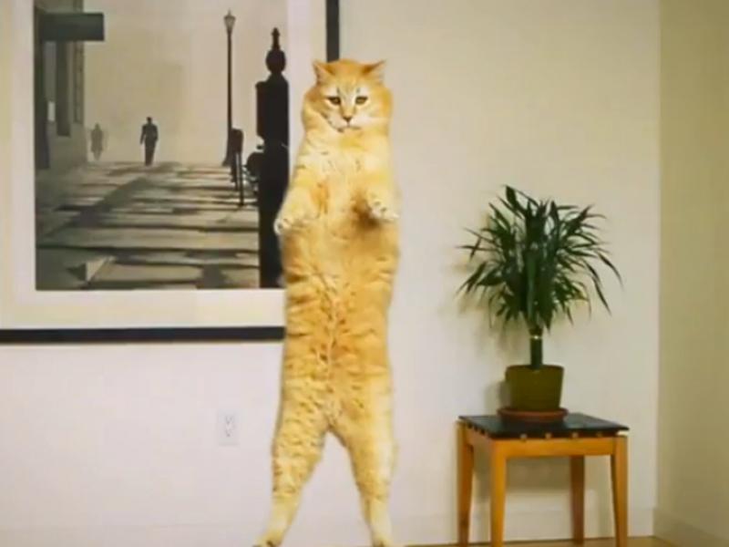 ASPCA: Hovercat | Ad Age