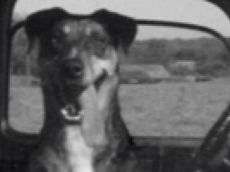 Chevrolet : Dogs and Pickups | Ad Age