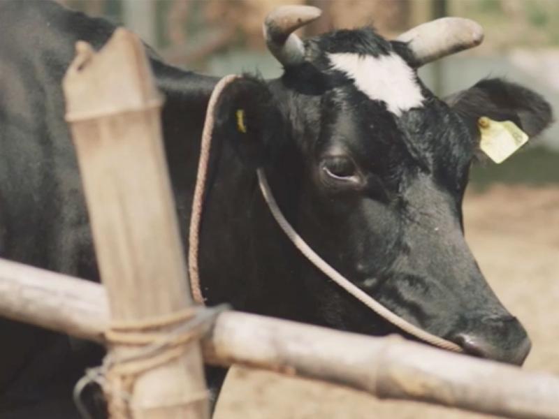 Dell : From Cows to Clouds | Ad Age