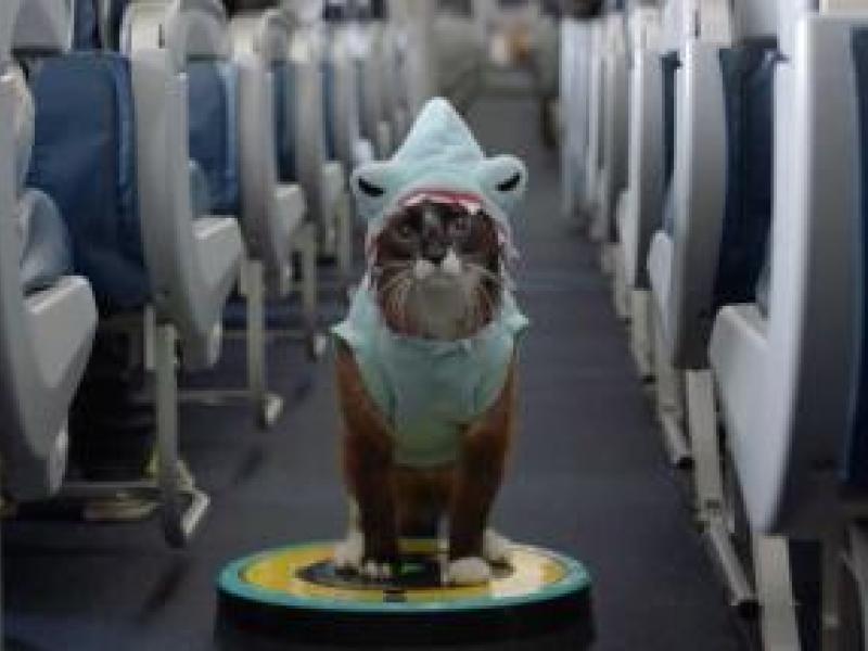 Delta's Latest Safety Video Is Full of Your Favorite Internet Memes ...