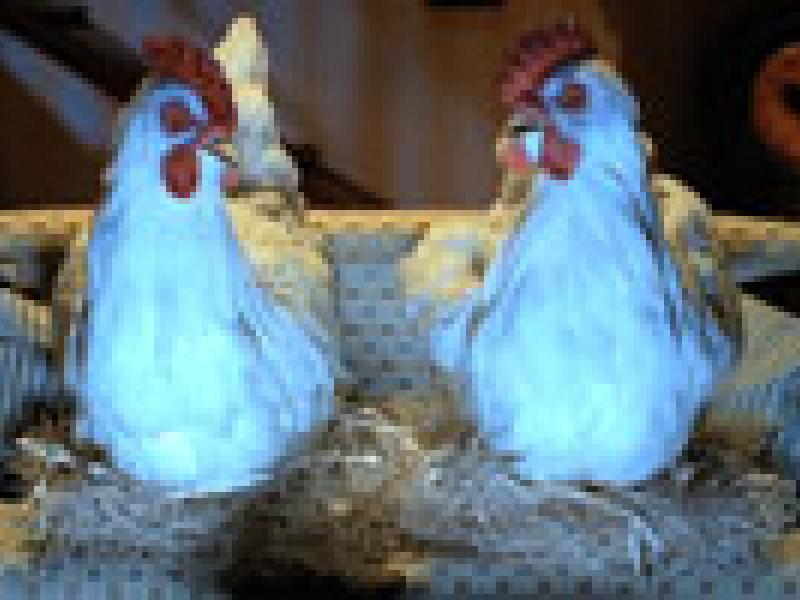 Denny's : Chicken Warning Teaser | Ad Age