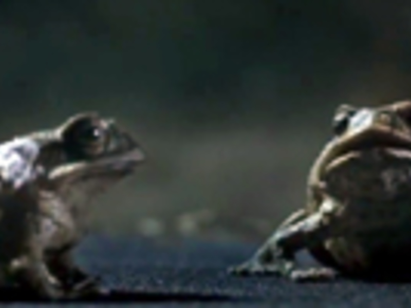 Ford : Cane Toad Road | Ad Age