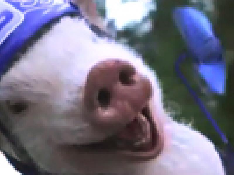 Geico : Zip Line | Ad Age