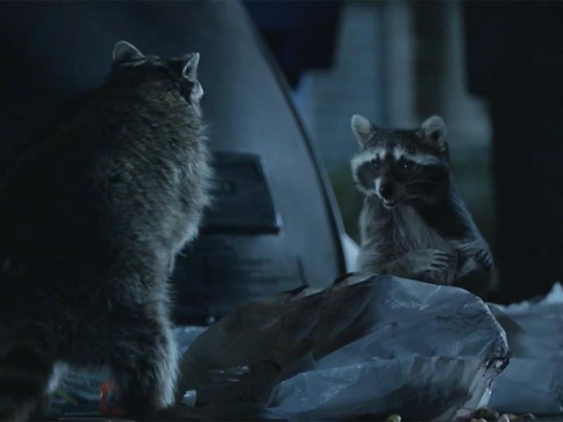 Raccoons Get 'Racookin' in Their Own Food Vlogs for Geico | Ad Age