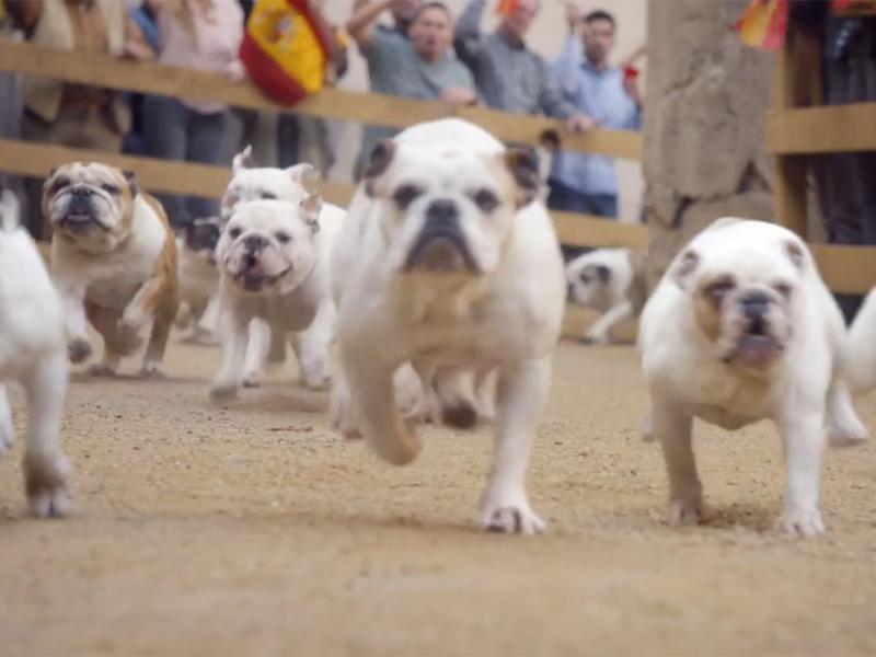 Man Gets Caught in a Bulldog Stampede in Latest Funny Geico Ad | Ad Age