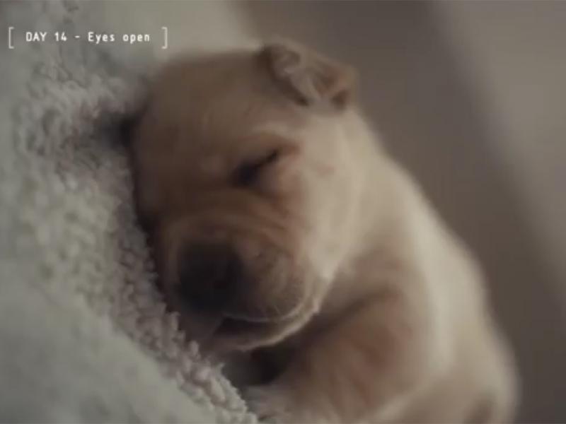 A Pup's Journey to Becoming a Guide Dog Illustrates IBM's Data ...