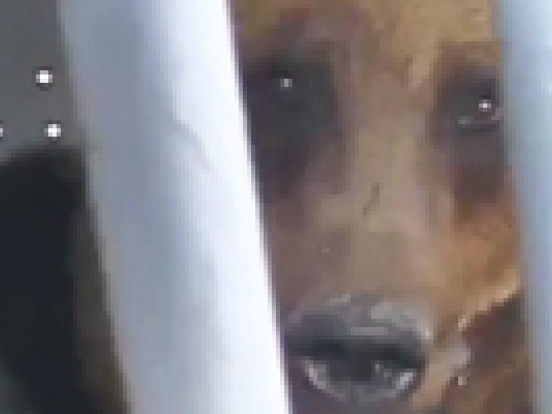 National Film Board of Canada : Bear 71 Live | Ad Age