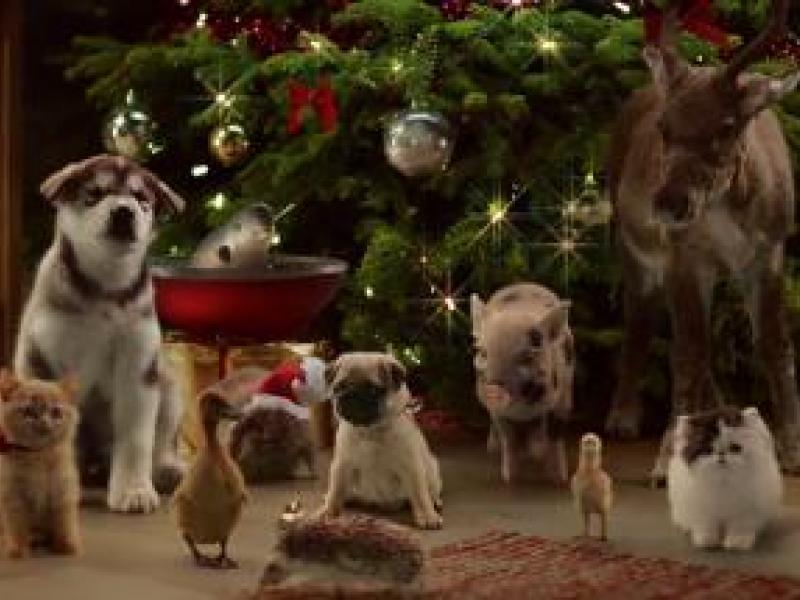 This Baby Animal Choir Is So Adorable It's Ridiculous | Ad Age