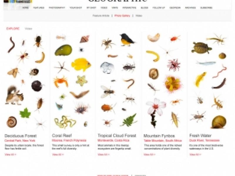 National Geographic/David Liittschwager : One Cubic Foot | Ad Age