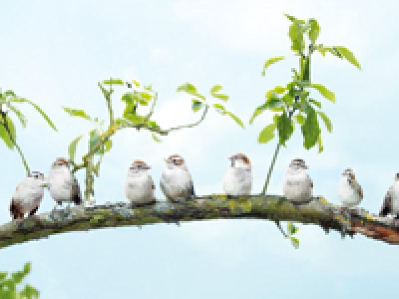Publicis Conseil : Birds | Ad Age