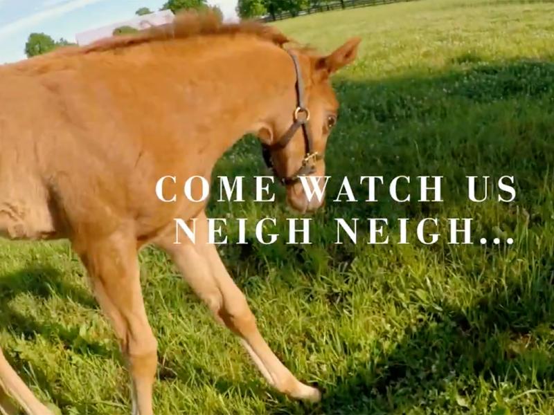 VisitLEX : Come Watch Us Neigh Neigh | Ad Age
