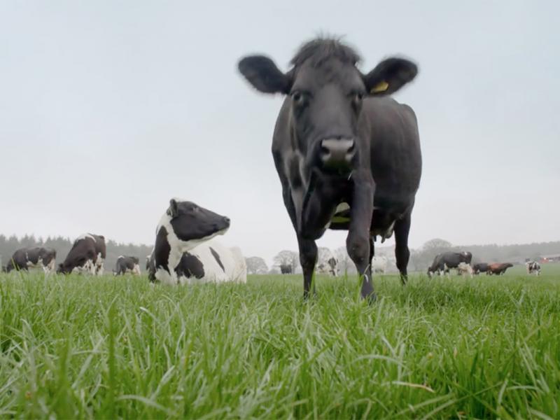 Waitrose : Dairy Cows | Ad Age
