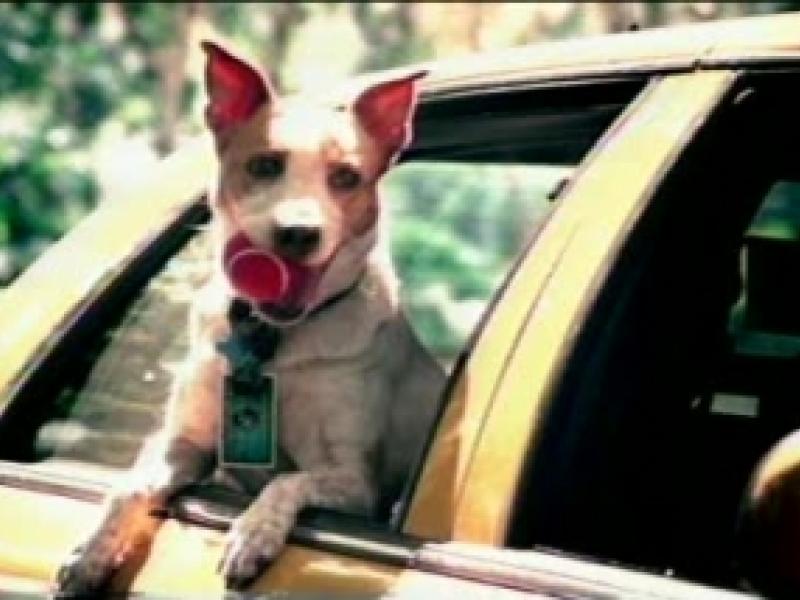 American Express : Dog | Ad Age