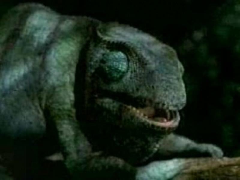 Budweiser : Ferret's Got a Teleprompter | Ad Age