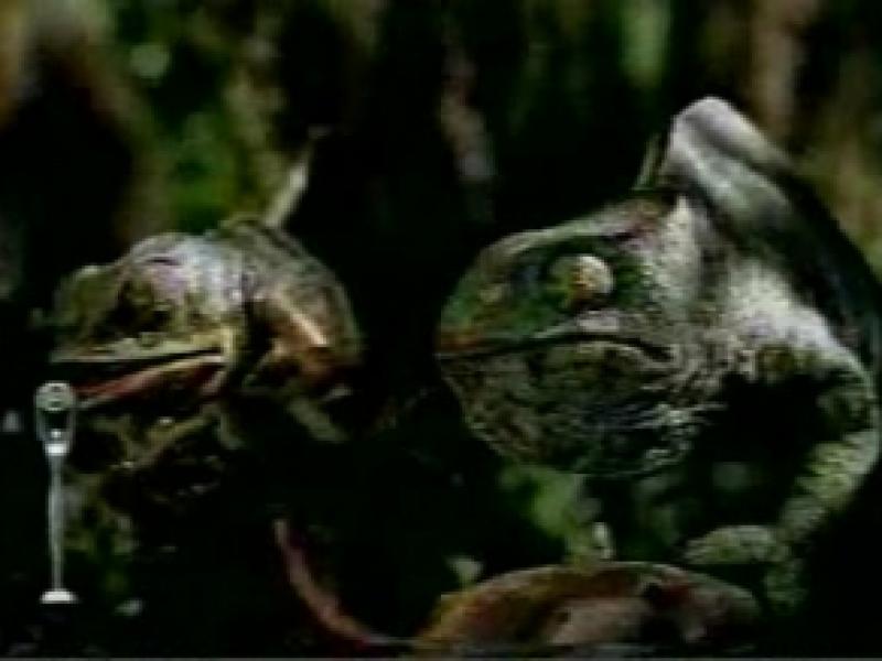 Budweiser : Frogs Sell Beer | Ad Age