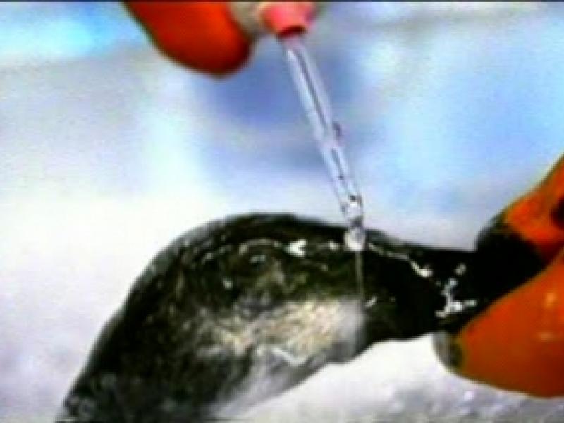 Dawn : Duck | Ad Age