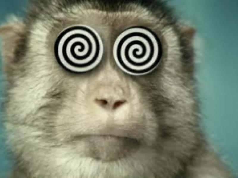 Gainomax : The Hypnotic Monkey | Ad Age