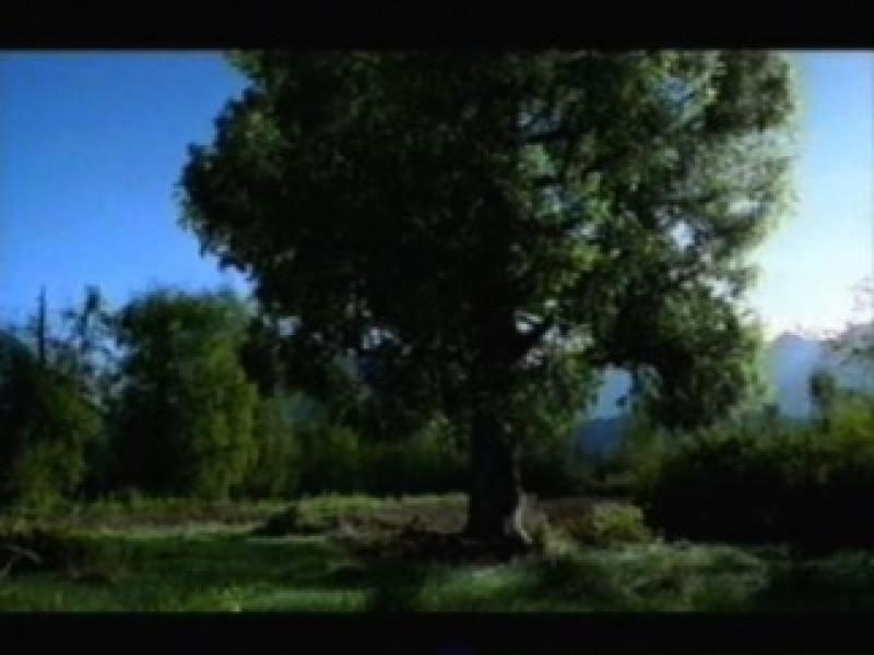 Johnnie Walker : Tree | Ad Age