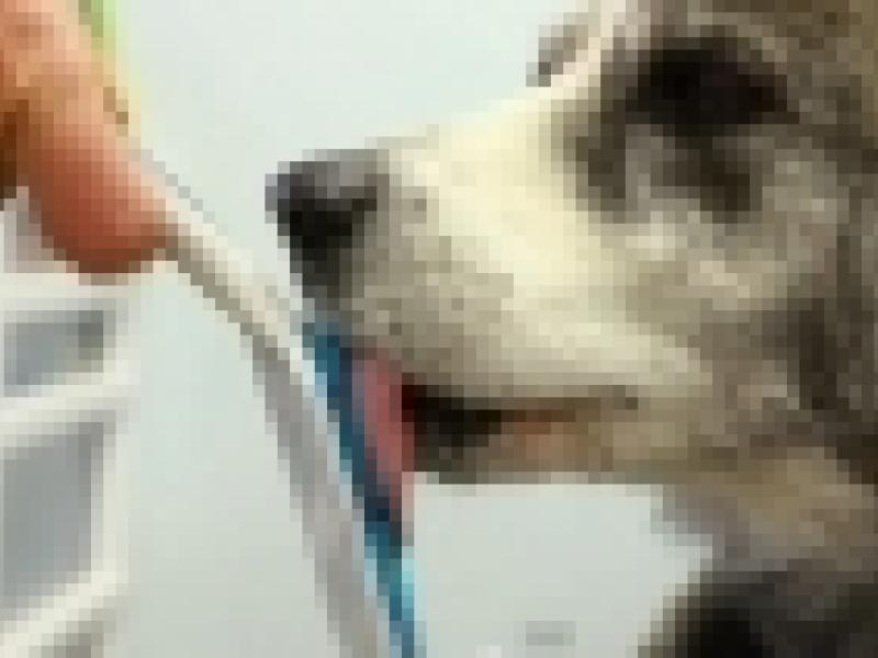 Viral Sensation Orabrush Goes to Dogs | Ad Age