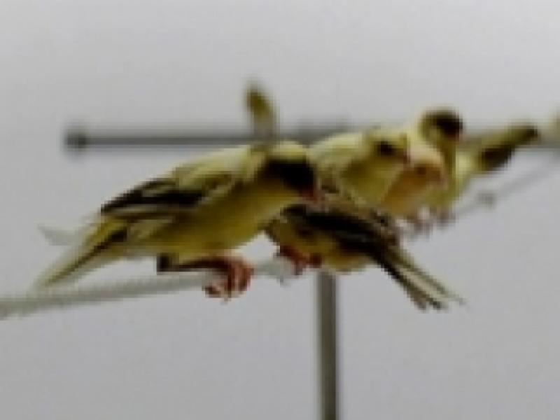 PricewaterhouseCoopers : Birds | Ad Age