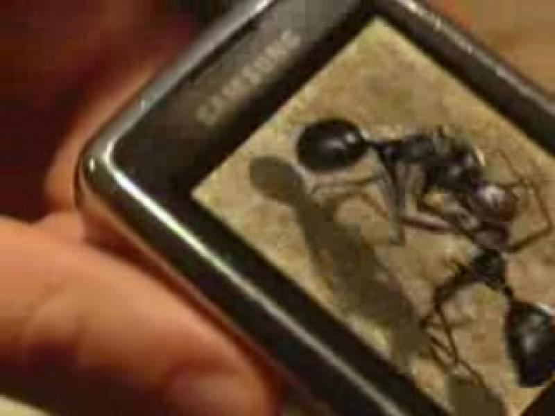 Samsung : Ant Fight Club | Ad Age