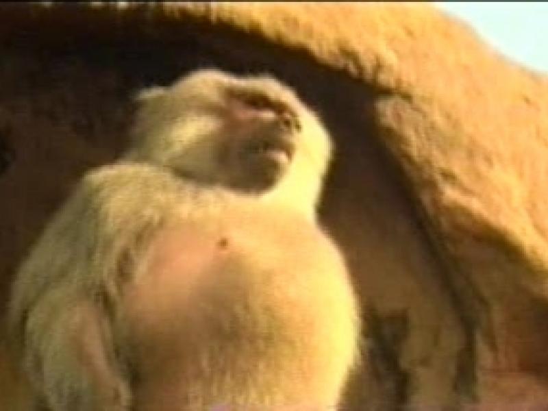 Sierra Mist : Monkey | Ad Age