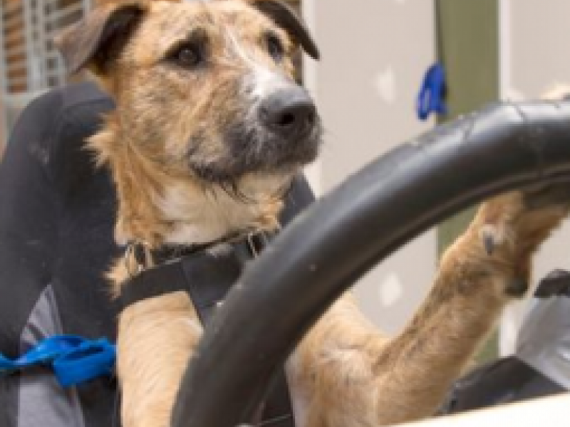 Dogs in Mini Coopers Drive Over the Viral Video Competition | Ad Age