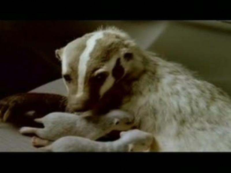 Toyota : Badgers | Ad Age