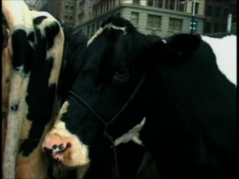 American Legacy Foundation : Cow | Ad Age