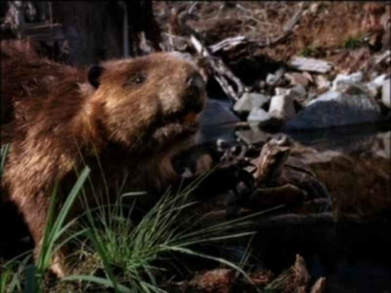 Virgin Mobile : Beaver | AdAge