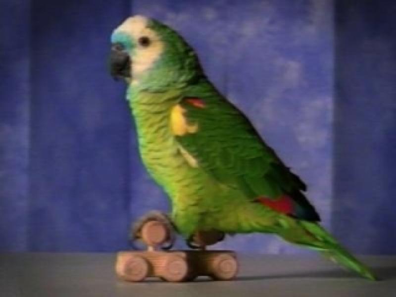 Virgin Mobile : Parrot | Ad Age