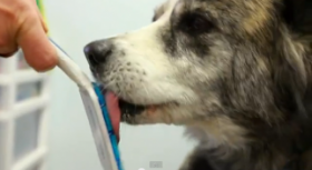 Viral Sensation Orabrush Goes to Dogs | Ad Age